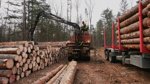 Logging Company Stock Footage ~ Royalty Free Stock Videos | Pond5