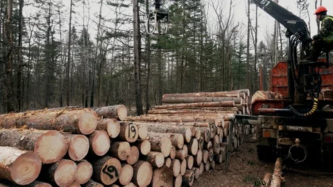 Logging Company Stock Footage ~ Royalty Free Stock Videos | Pond5