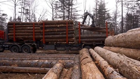 Logging Company Stock Footage ~ Royalty Free Stock Videos | Pond5