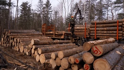 Logging Company Stock Footage ~ Royalty Free Stock Videos | Pond5