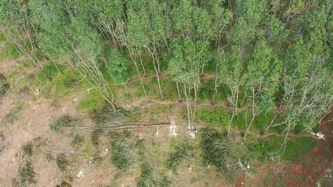 Logging Stock Video Footage | Royalty Free Logging Videos | Pond5