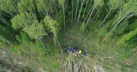 Logging machine cutting down trees, cutt... | Stock Video | Pond5