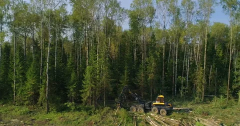 Logging machine cutting down trees, cutt... | Stock Video | Pond5