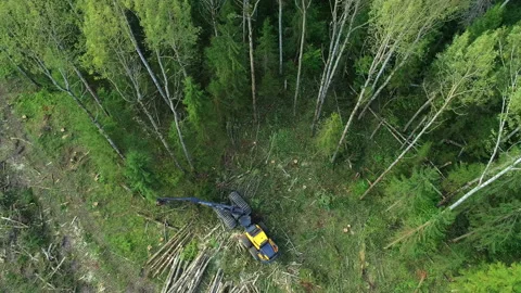 Logging machine cutting down trees, cutt... | Stock Video | Pond5