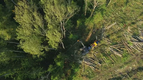 Logging machine cutting down trees, cutt... | Stock Video | Pond5