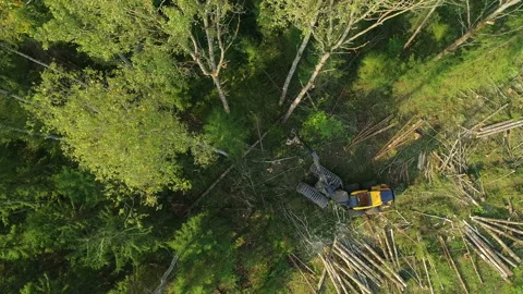 Logging machine cutting down trees, cutt... | Stock Video | Pond5