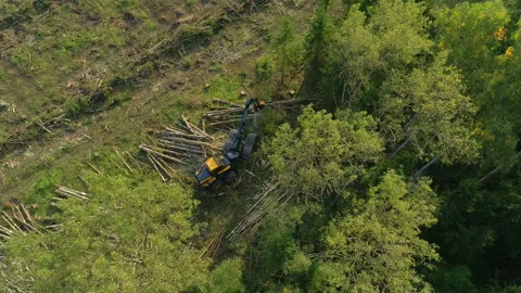 Logging machine cutting down trees, cutt... | Stock Video | Pond5