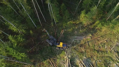 Logging machine cutting down trees, cutt... | Stock Video | Pond5