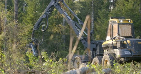 Logging machine cutting down trees, cutt... | Stock Video | Pond5