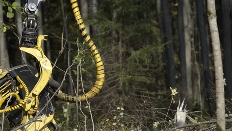 Logging machine cutting down trees, cutt... | Stock Video | Pond5