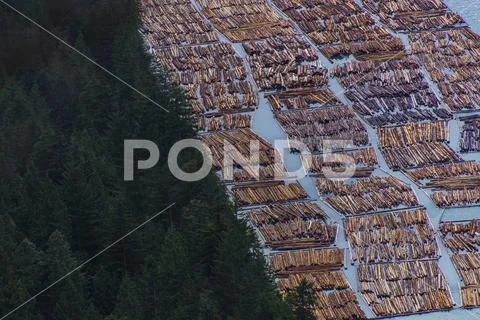 Logging wood floating on water next to forest in Squamish Canada ~ Hi ...