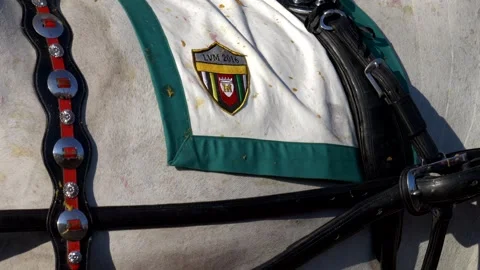 Show Logo Video Stock Videos – Royalty-Free HD & 4K Videos | Pond5