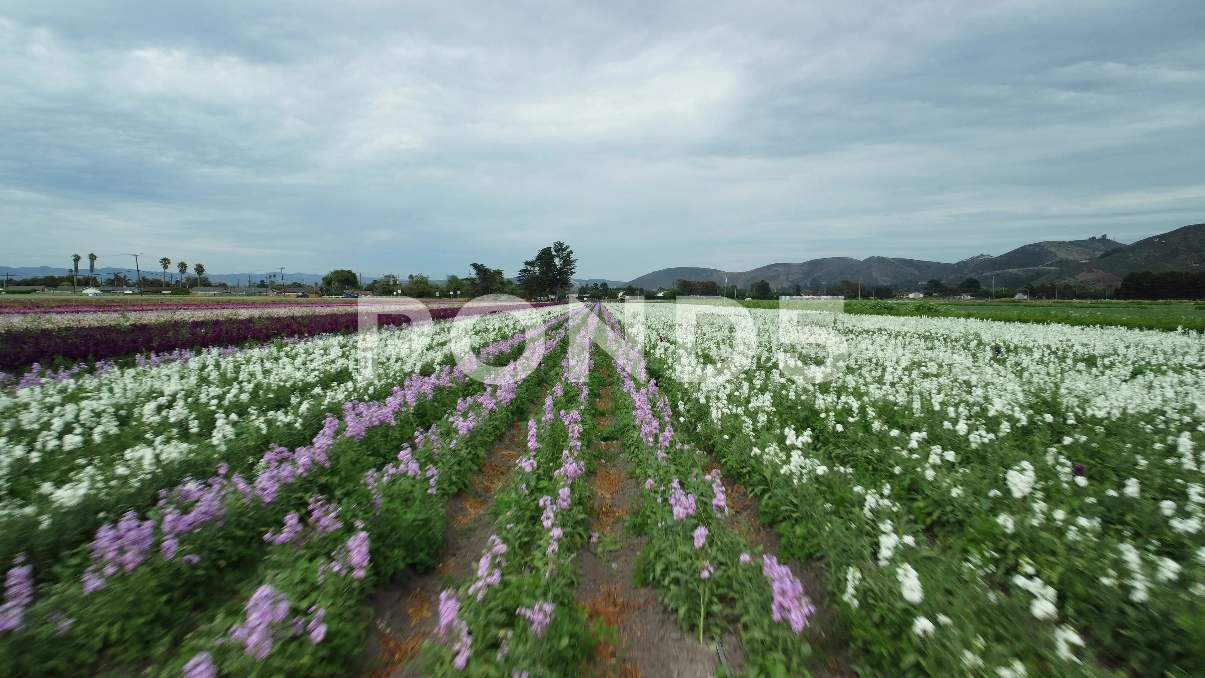 Lompoc California Flower Fields | Best Flower Site