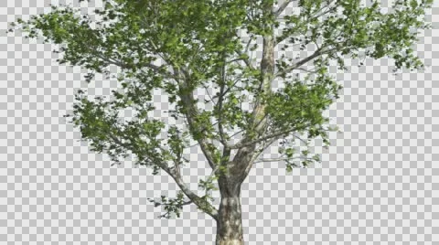 London Plane Tree Cut of Chroma Key Tree... | Stock Video | Pond5