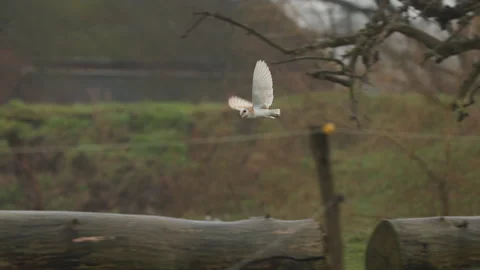 Lone Owl Stock Videos – Royalty-Free HD & 4K Videos