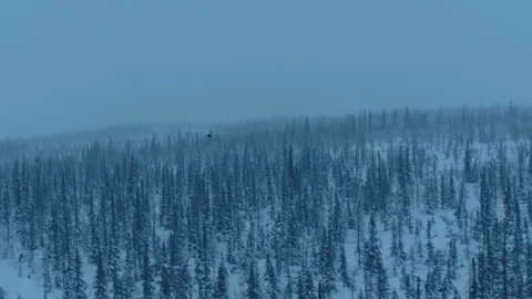 A lone eagle is flying over the forests ... | Stock Video | Pond5