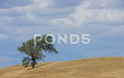 Lone oak tree on crest of ranch hill, Oakdale, CA, USA ~ Premium Photo ...