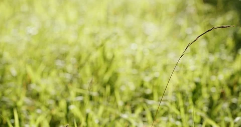 Lone spike of dry grass on the backgroun... | Stock Video | Pond5