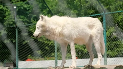 A lone white wolf stands in his cage, lo... | Stock Video | Pond5