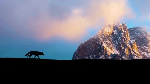 Wolf Hunting Stock Video Footage | Royalty Free Wolf Hunting Videos | Pond5