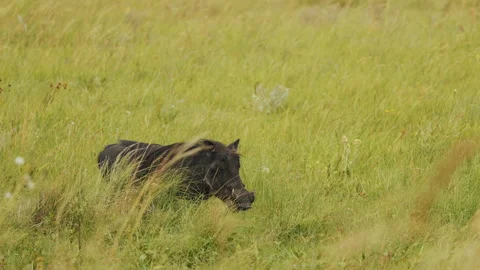 Lonely African hog walk breeding in tall... | Stock Video | Pond5