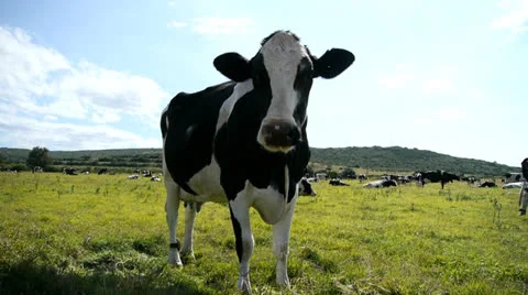 lonely cow in a field | Stock Video | Pond5