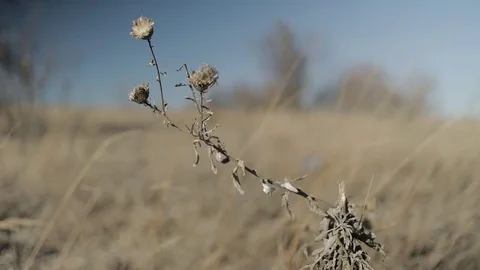 Dead Field Stock Footage ~ Royalty Free Stock Videos | Pond5