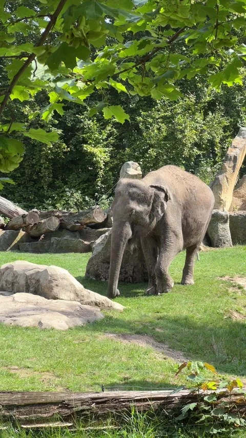 Sunny Lonely Video Stock Videos – Royalty-Free HD & 4K Videos