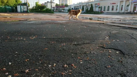 Lonely Streets Stock Videos – Royalty-Free HD & 4K Videos