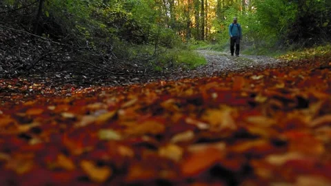 Lonely man walking on the forest path in... | Stock Video | Pond5