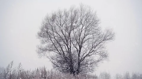 Sad Winter Tree Stock Videos – Royalty-Free HD & 4K Videos
