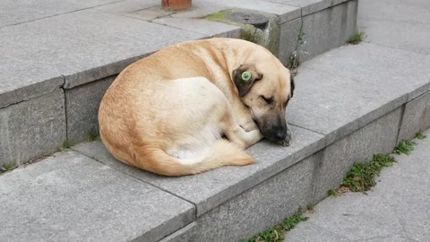 Lonely Streets Stock Videos – Royalty-Free HD & 4K Videos