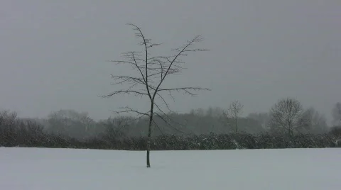Sad Winter Tree Stock Videos – Royalty-Free HD & 4K Videos