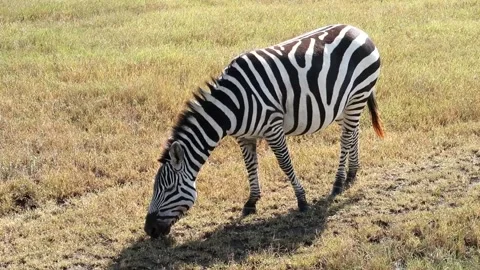 Lonely zebra grazing from the dry ground... | Stock Video | Pond5