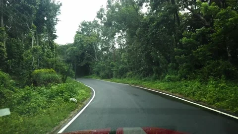 A long drive between the jungle road | Stock Video | Pond5