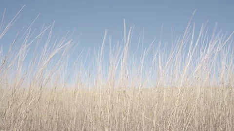 Long dry grass blowing in an empty field... | Stock Video | Pond5