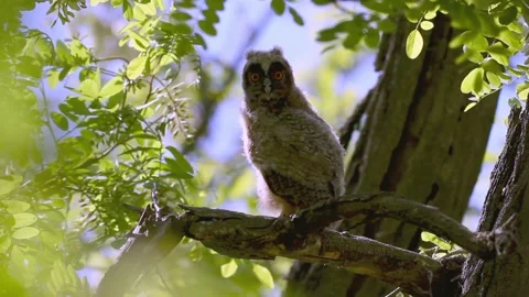 Flying Baby Spotted Stock Videos – Royalty-Free HD & 4K Videos