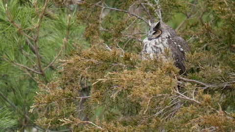 Long Eared Owl Front Facing With Snow Fl... | Stock Video | Pond5