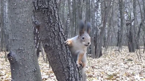 Long Eared Squirrel Being Animated On Tr... | Stock Video | Pond5