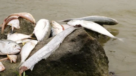 A long eel fish and other species of fis... | Stock Video | Pond5