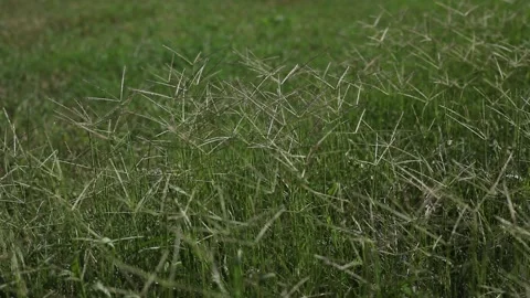 Long Grass Continuous Background Loop | Stock Video | Pond5