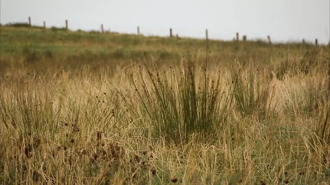 Long grass on a hill with fence in backg... | Stock Video | Pond5