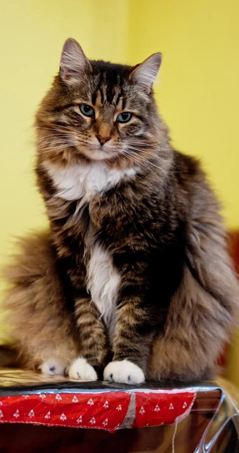 Hair Clips Cat Stock Videos – Royalty-Free HD & 4K Videos | Pond5