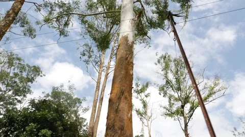 Long height trees with cloudy sky in bac... | Stock Video | Pond5