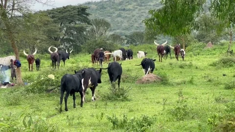 Long Horned Ankole-Cattle Grazing on Afr... | Stock Video | Pond5
