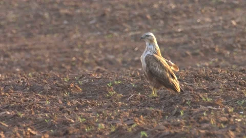 Long Legged Hawk Stock Videos – Royalty-Free HD & 4K Videos | Pond5