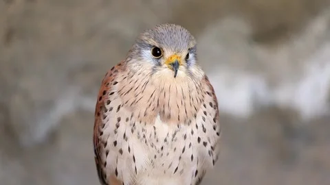 Long Legged Hawk Stock Videos – Royalty-Free HD & 4K Videos | Pond5