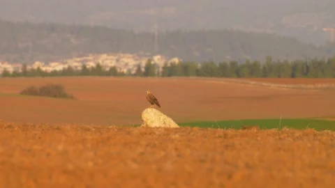 Long Legged Hawk Stock Videos – Royalty-Free HD & 4K Videos | Pond5