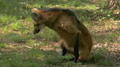 A long legged Maned Wolf (Chrysocyon bra... | Stock Video | Pond5