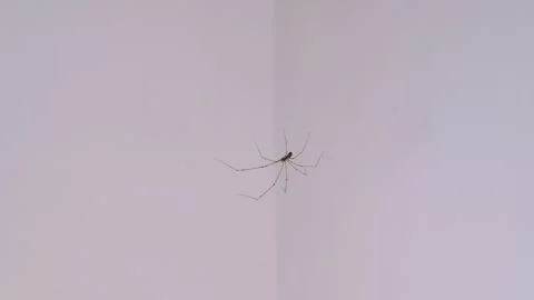 Long-Legged spider in white ceiling corn... | Stock Video | Pond5